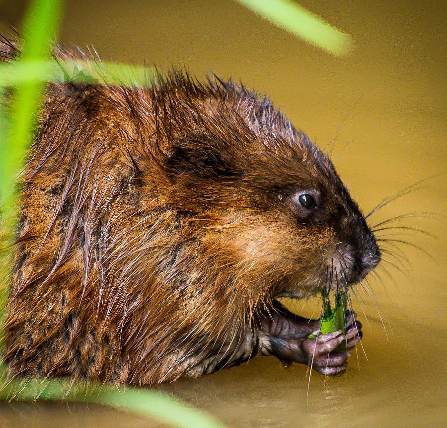 Bisamratte Bisam Neobiota Land Steiermark Bisamratte Bisam Neobiota Land Steiermark